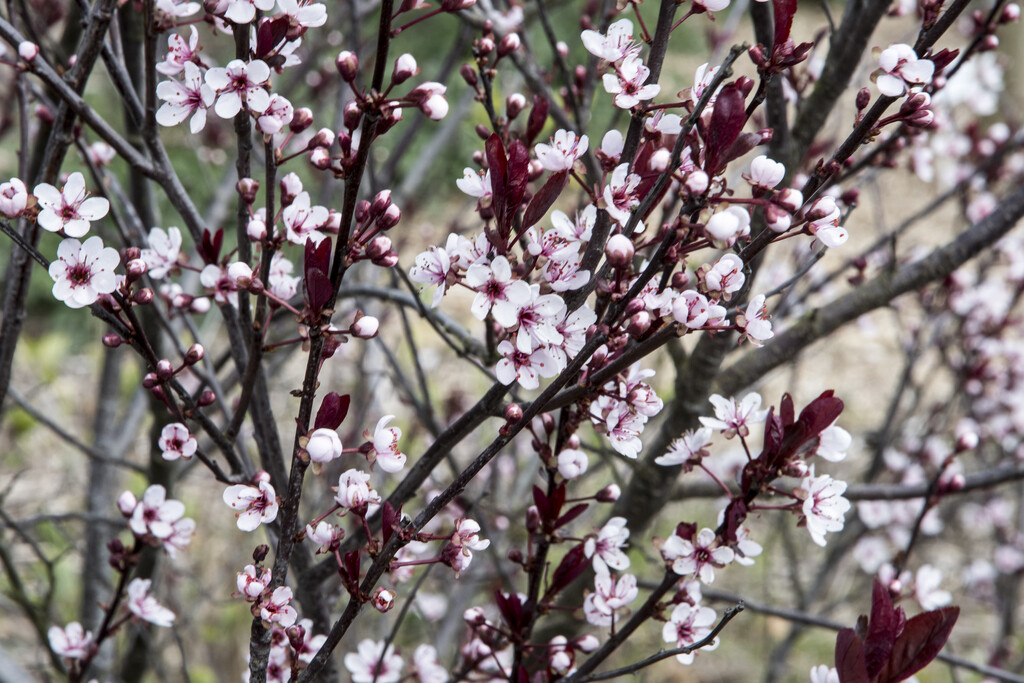 Prunus × cistena | purple-leaf sand cherry Shrubs/RHS Gardening