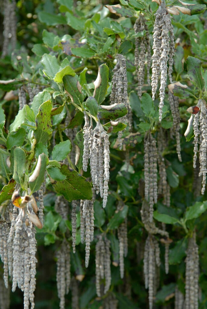 Garrya elliptica | silk tassel bush Climber Wall Shrub/RHS Gardening