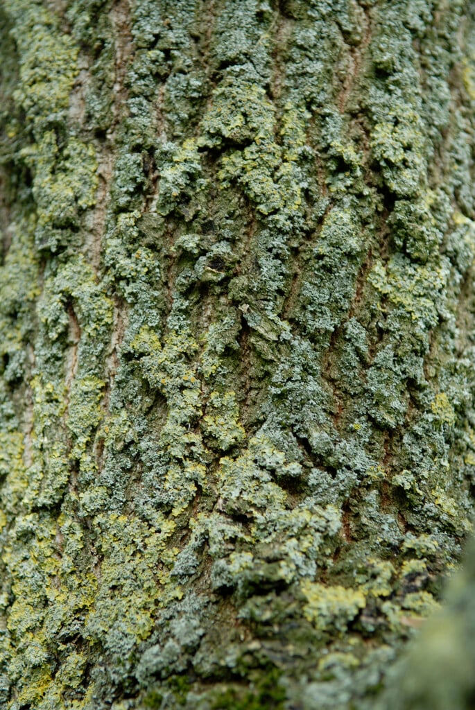 Quercus dentata | Daimio oak Trees/RHS Gardening