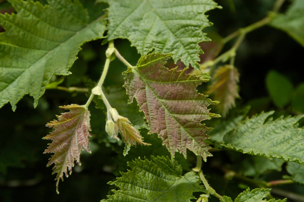Corylus avellana &Quercifolia& | Shrubs/RHS Gardening