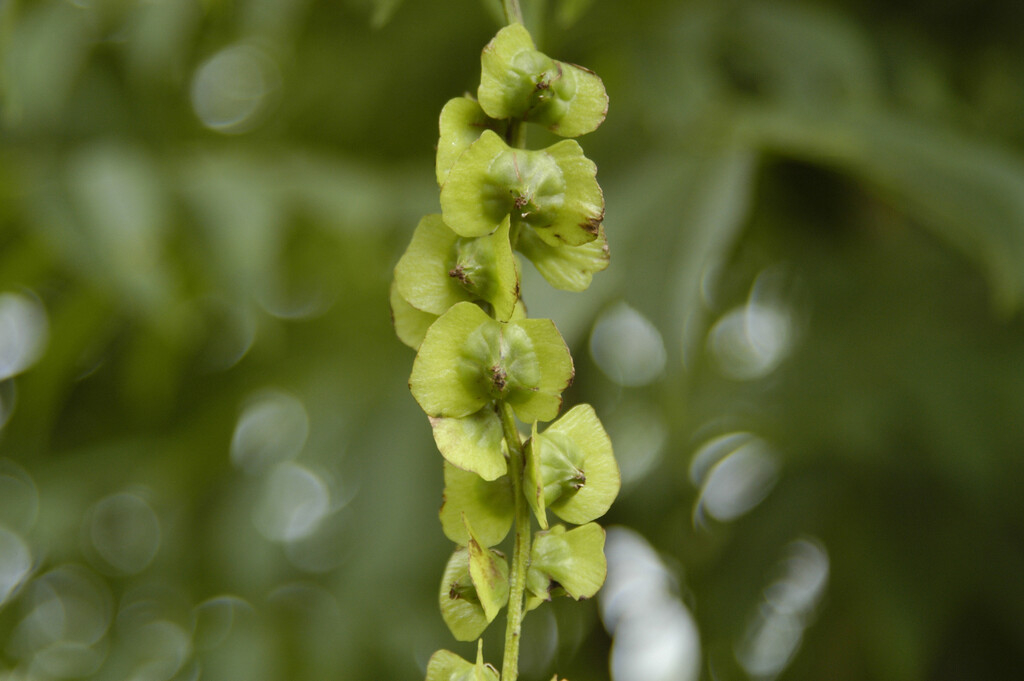 Pterocarya rhoifolia | Japanese wingnut /RHS