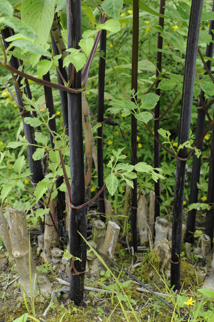 Dahlia imperialis (B) | tree dahlia Herbaceous Perennial/RHS Gardening