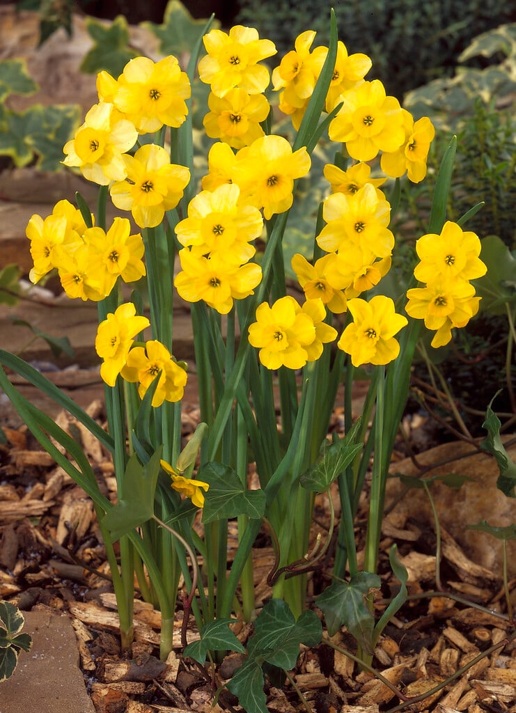 Narcissus jonquilla &Sundial& | Bulbs/RHS Gardening