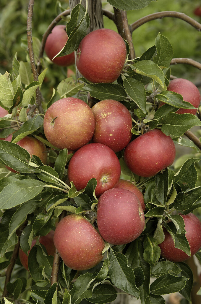 Malus domestica &Cox&s Orange Pippin& (D) | apple &Cox&s Orange Pippin ...