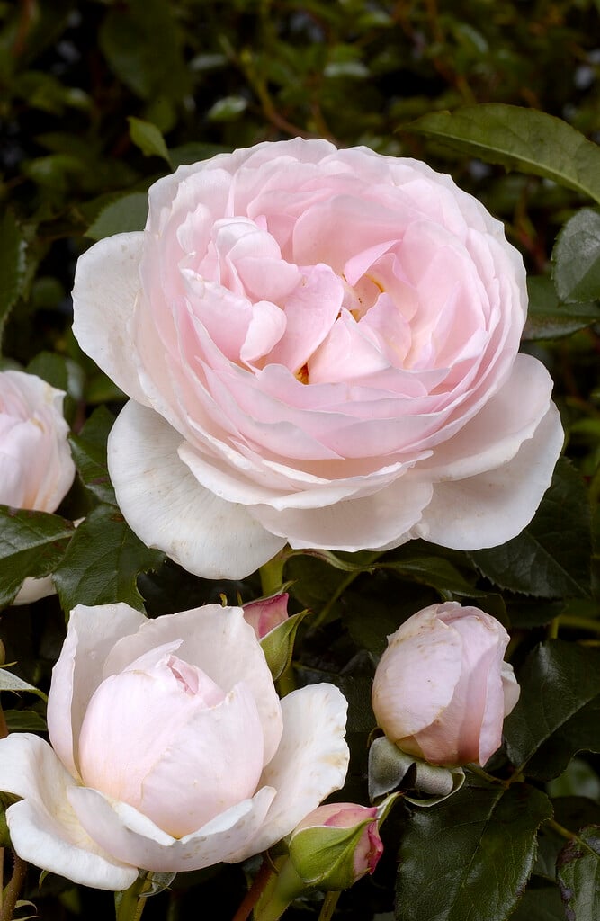 Rosa Heritage (&Ausblush&) (S) | rose [Heritage] Roses/RHS Gardening