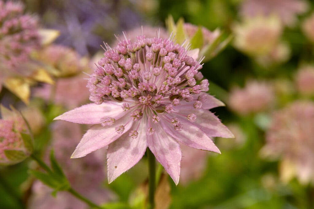 Astrantia maxima | largest masterwort Herbaceous Perennial/RHS Gardening