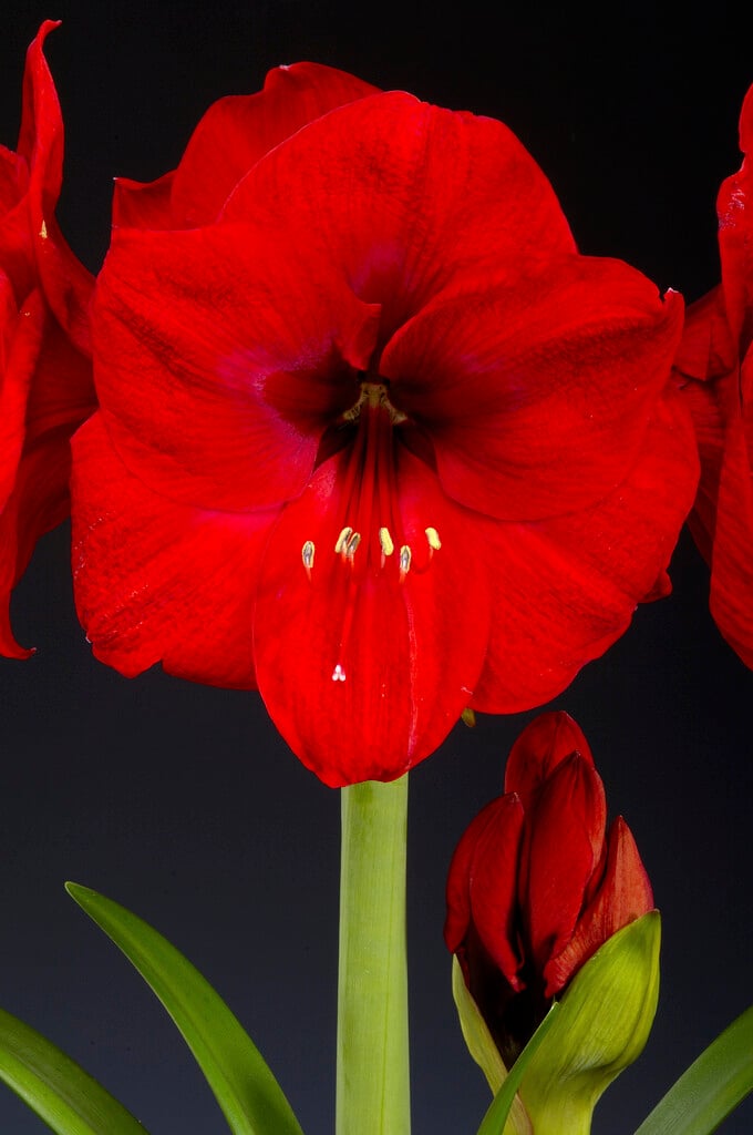 Amaryllis &Red Lion& | Bulbs/RHS Gardening