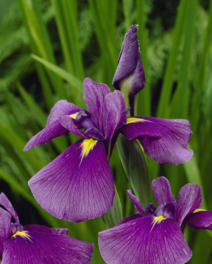 Iris ensata 'Royal Banner' | Japanese water iris 'Royal Banner' Bogs/RHS