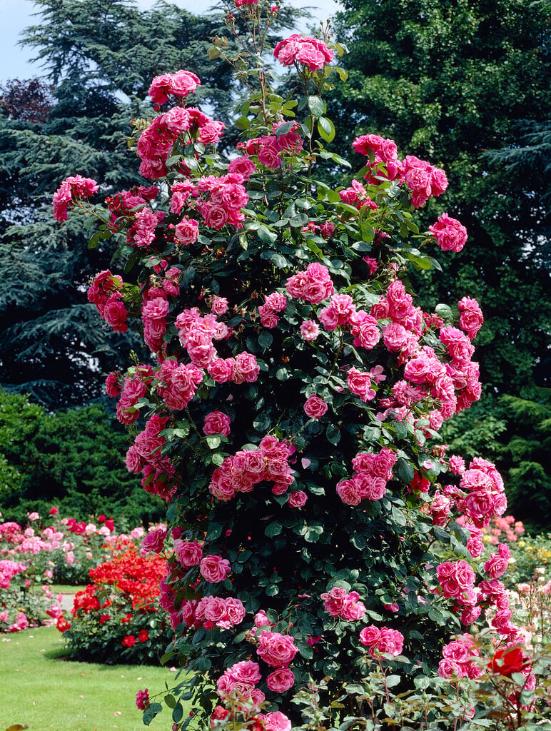 Rosa &Pink Perpétué& (Cl) | rose &Pink Perpétué& Roses/RHS Gardening