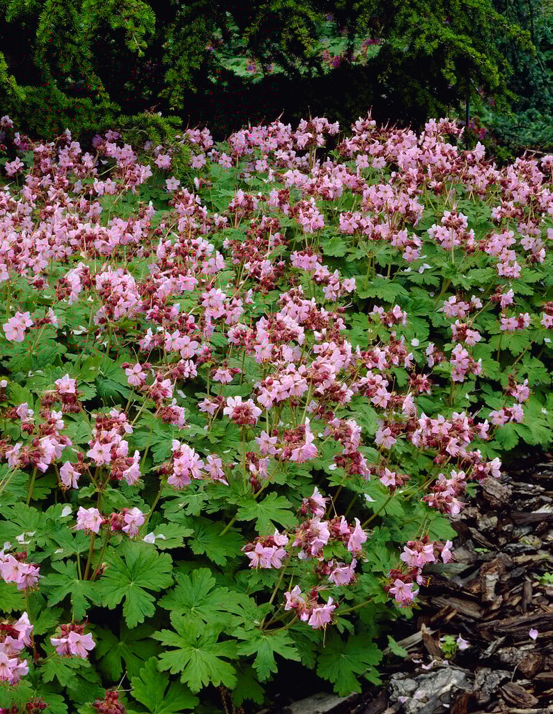 Geranium macrorrhizum &Ingwersen&s Variety& | big-root cranesbill ...
