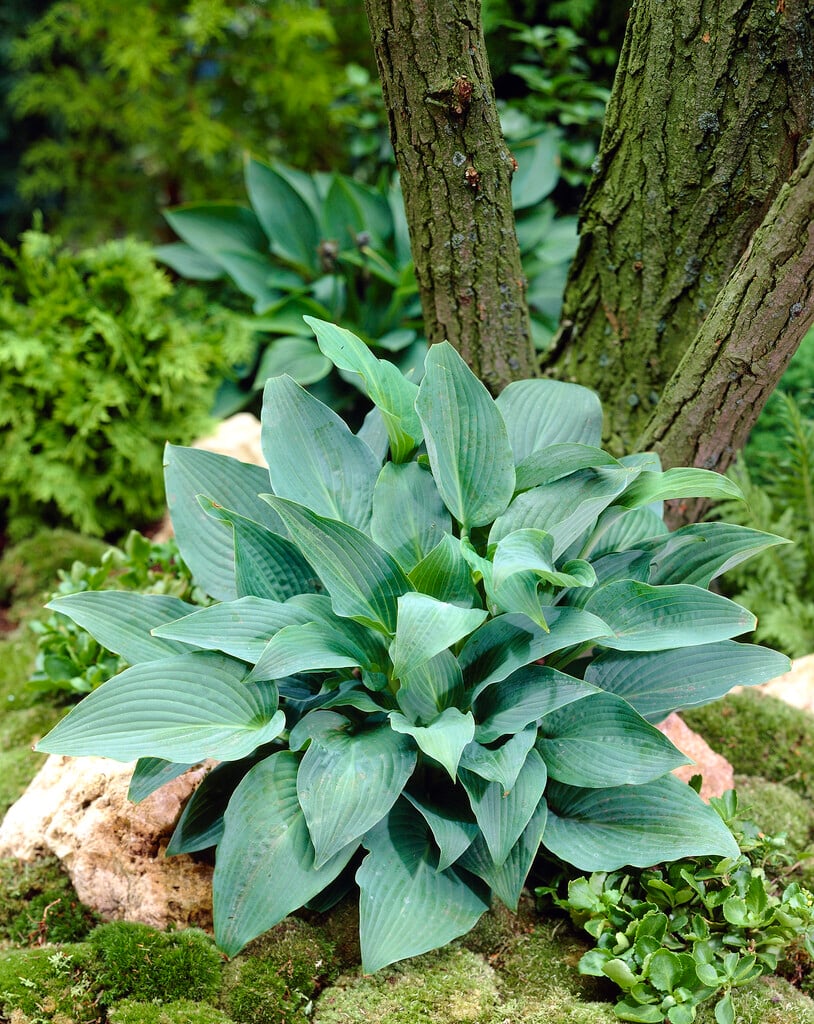 Hosta yakushimanum &Kikuttii& | Herbaceous Perennial/RHS Gardening