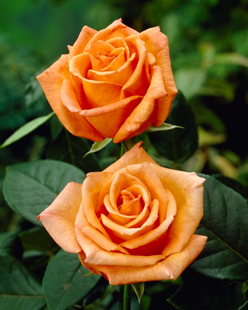 Rosa &Doris Tysterman& (HT) | Roses/RHS Gardening