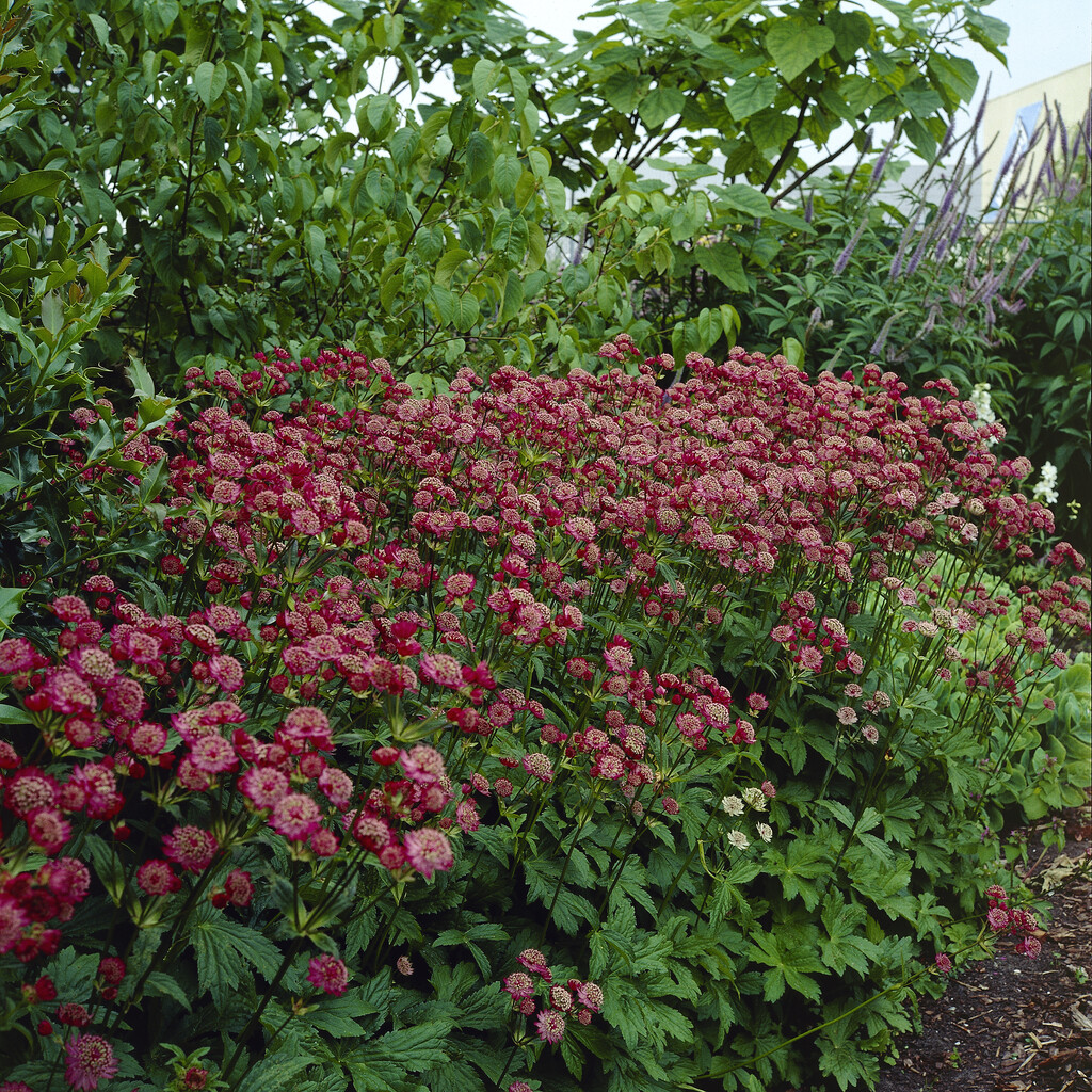 Astrantia rubra | masterwort &Rubra& Herbaceous Perennial/RHS Gardening