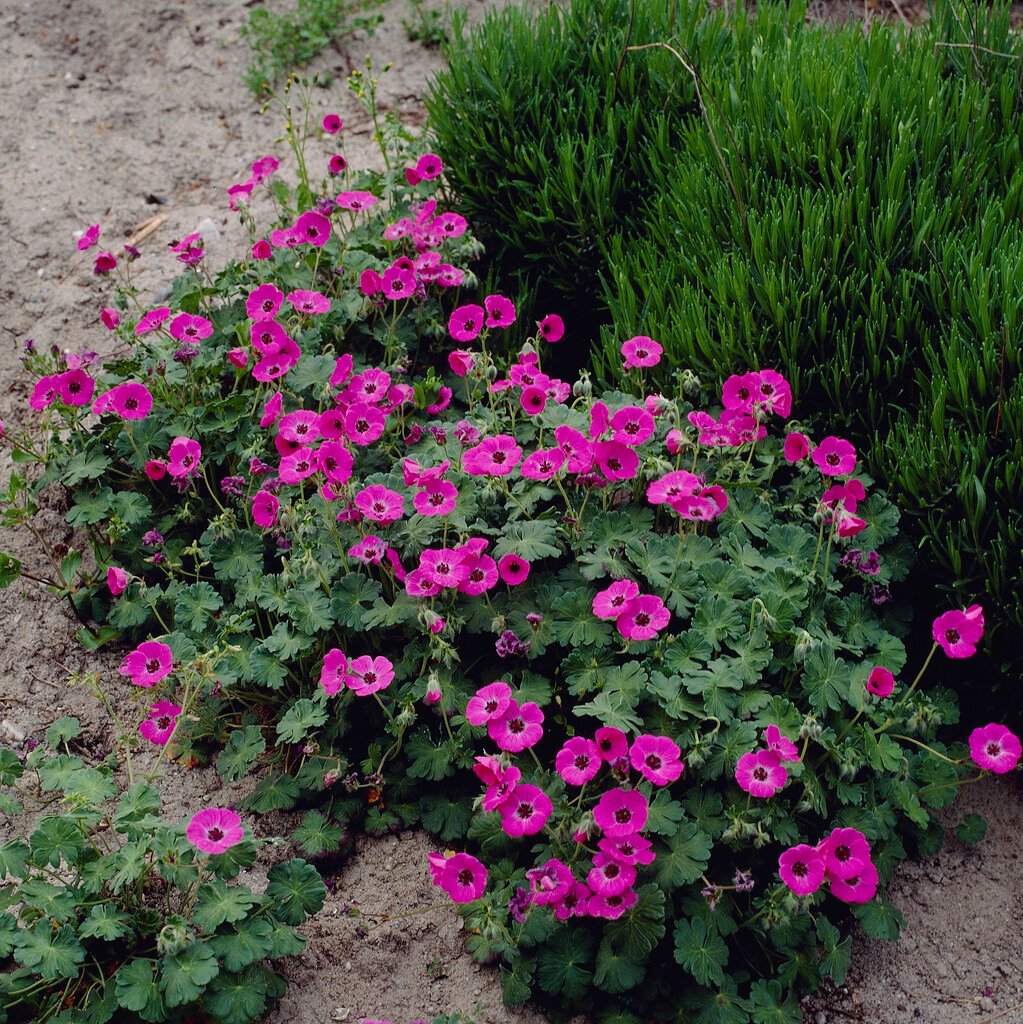 Geranium &Ann Folkard& | cranesbill &Ann Folkard& Herbaceous Perennial ...