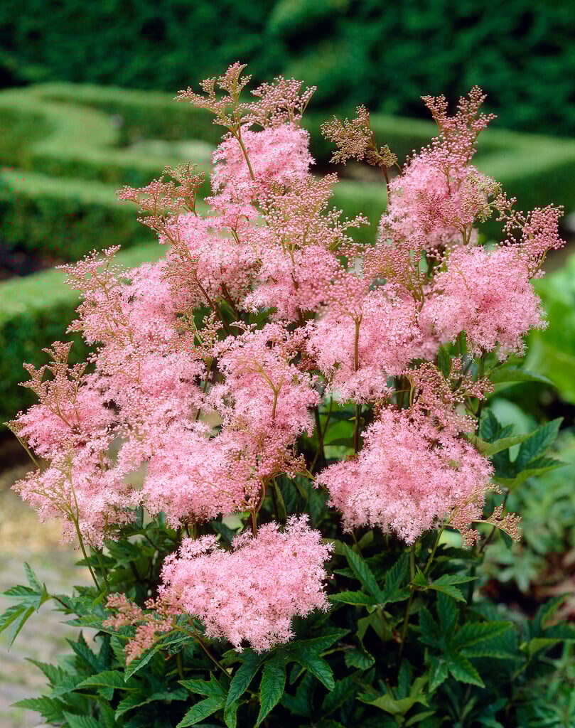 Filipendula rubra &Venusta& | meadowsweet &Venusta& Herbaceous ...