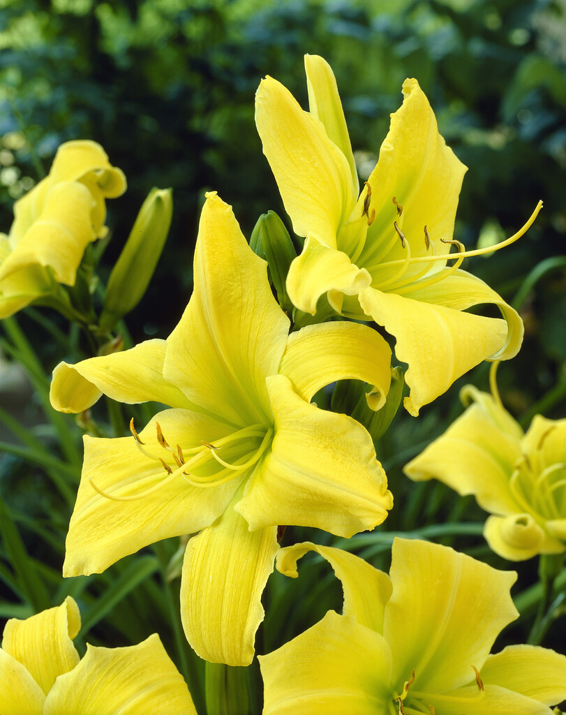 Hemerocallis &Hyperion& | daylily &Hyperion& Herbaceous Perennial/RHS ...