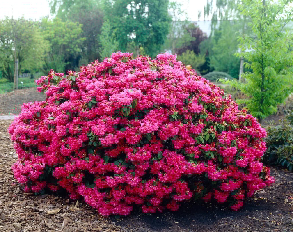 Rhododendron &Linda& | rhododendron &Linda& Shrubs/RHS Gardening