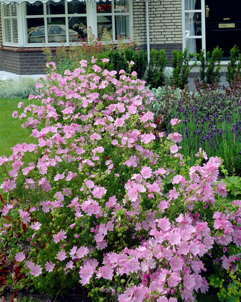 Malva moschata | musk mallow Herbaceous Perennial/RHS Gardening