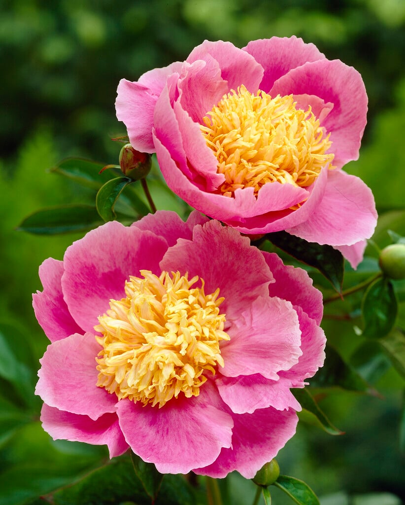 Perennials Around Round Light Globes Buy Dwarf Perennials | J Parker