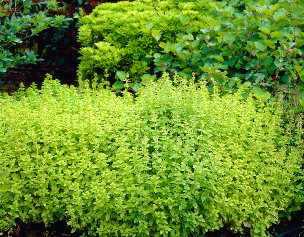 Origanum vulgare 'Thumble's Variety' | oregano 'Thumble's Variety ...