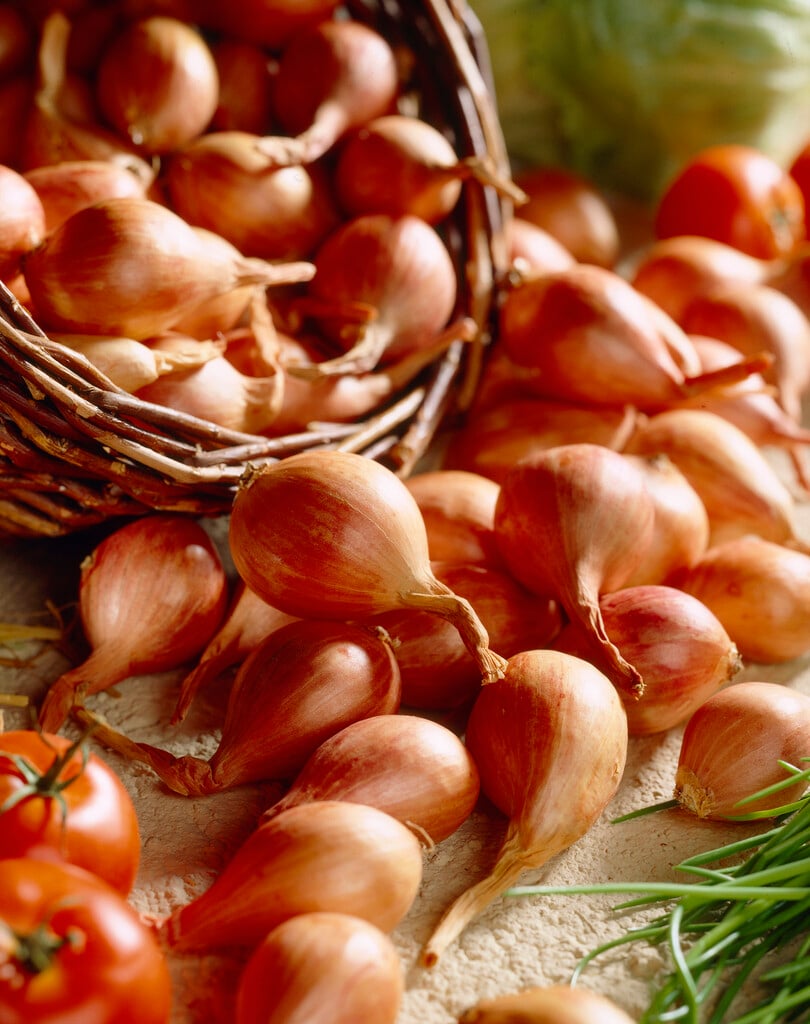Allium cepa Aggregatum Group | shallot Herbs - Culinary/RHS
