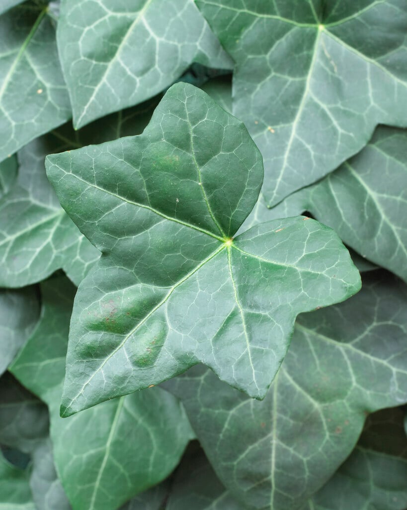 Hedera hibernica | Irish ivy Climber Wall Shrub/RHS Gardening