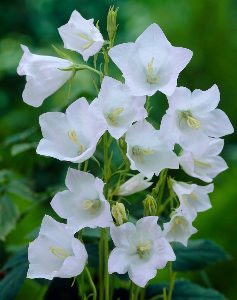 Campanula persicifolia &Alba& | Herbaceous Perennial/RHS Gardening