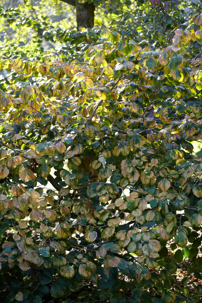 Hamamelis japonica | Japanese witch hazel Shrubs/RHS Gardening