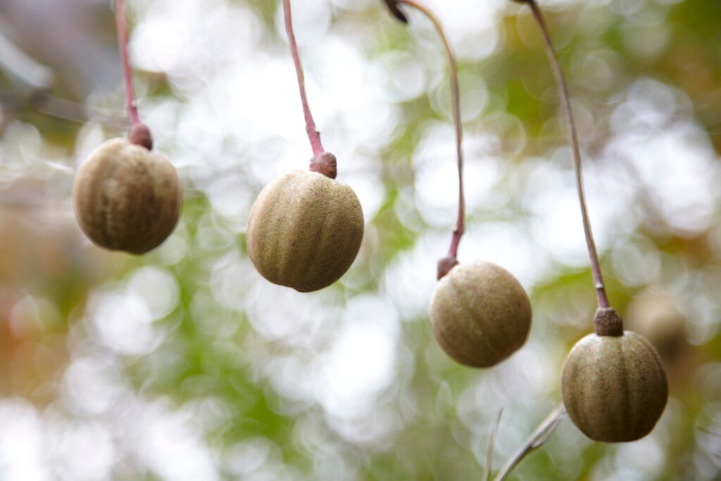 Davidia involucrata | handkerchief tree Trees/RHS Gardening