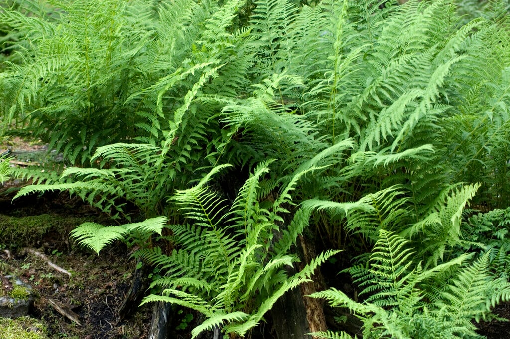 Athyrium filix-femina | lady fern Bogs/RHS Gardening