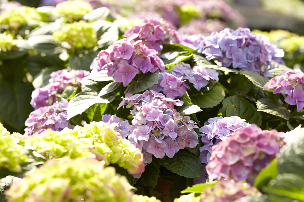 Hydrangea macrophylla &Rosita& (H) | hydrangea &Rosita& Shrubs/RHS ...