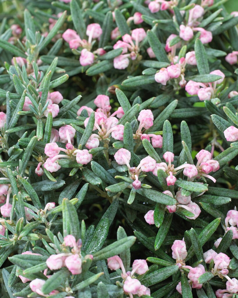 Andromeda polifolia &Blue Ice& | Shrubs/RHS Gardening
