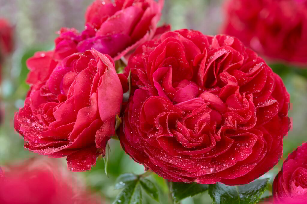 Rosa &Meiangele&PBR | rose [Red Leonardo da Vinci] Roses/RHS Gardening