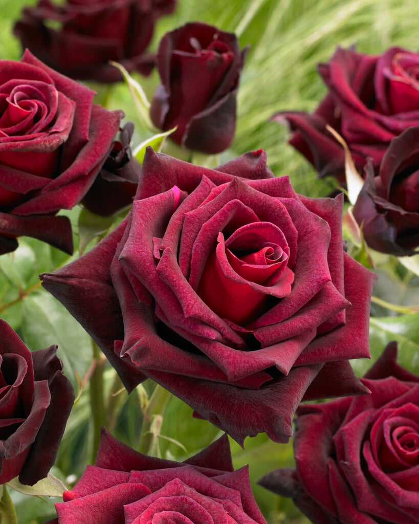 Rosa &Meidebenne&PBR | rose [Black Baccara] Roses/RHS Gardening