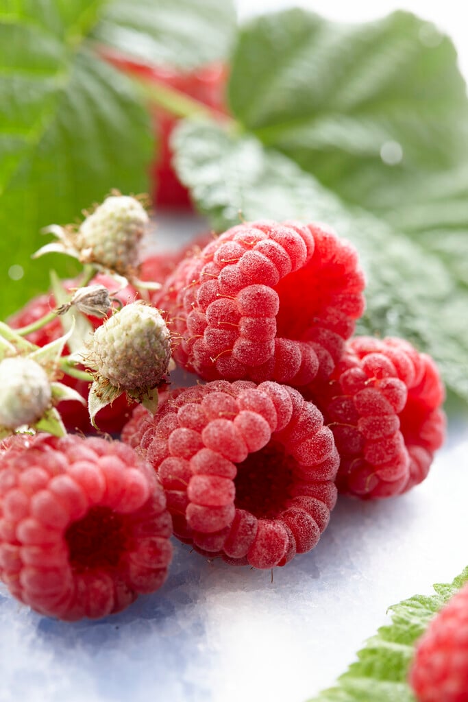 Rubus &Autumn Bliss& | raspberry &Autumn Bliss& Fruit Edible/RHS Gardening
