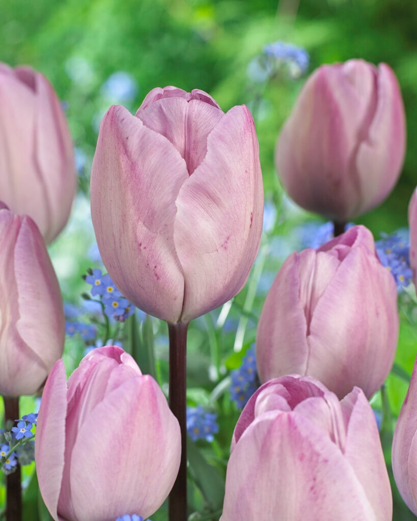 Tulipa &Jacuzzi& (3) | tulip &Jacuzzi& Bulbs/RHS Gardening
