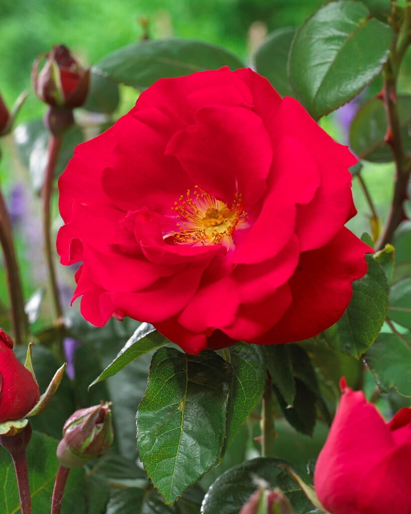 Rosa &Tan06300&PBR | Roses/RHS Gardening