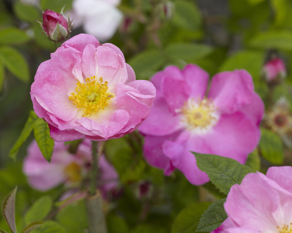 Rosa gallica &Complicata& | rose &Complicata& Roses/RHS Gardening