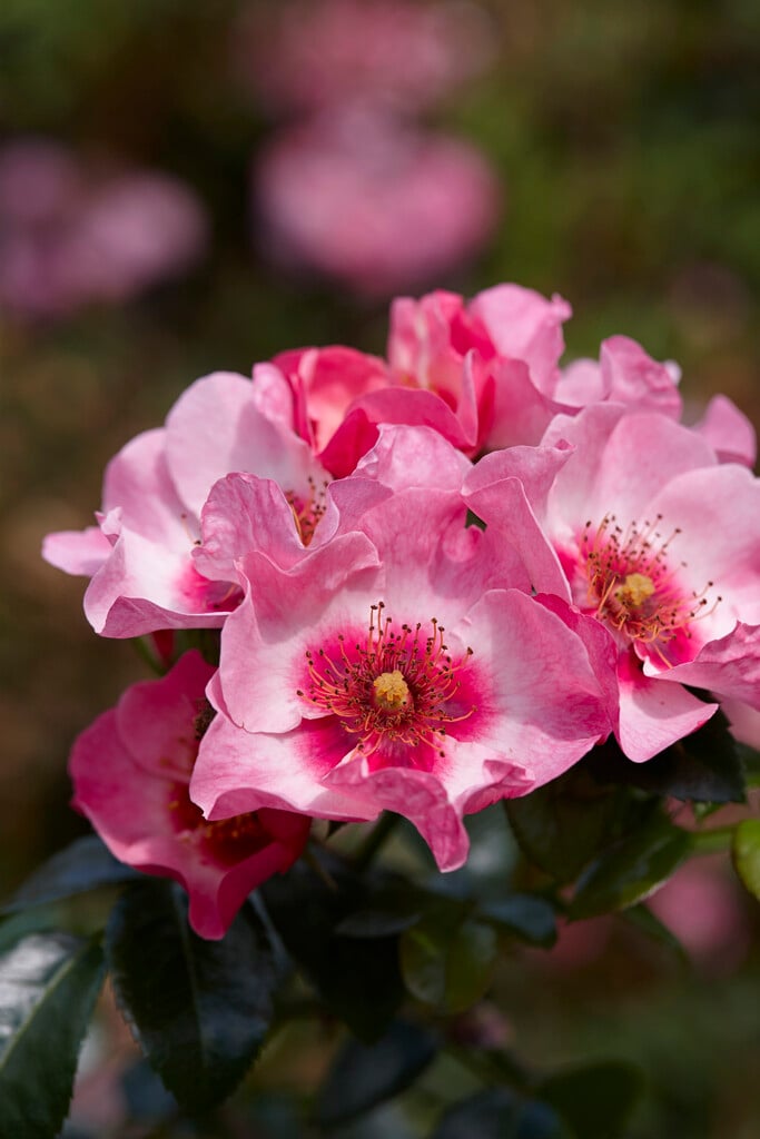 Rosa &Chewsumsigns&PBR | rose [Bright as a Button] Roses/RHS Gardening