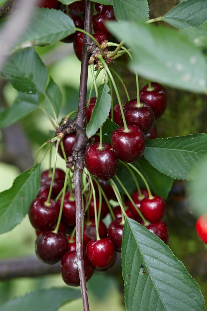 Prunus avium &Regina& (F) | Fruit Edible/RHS Gardening