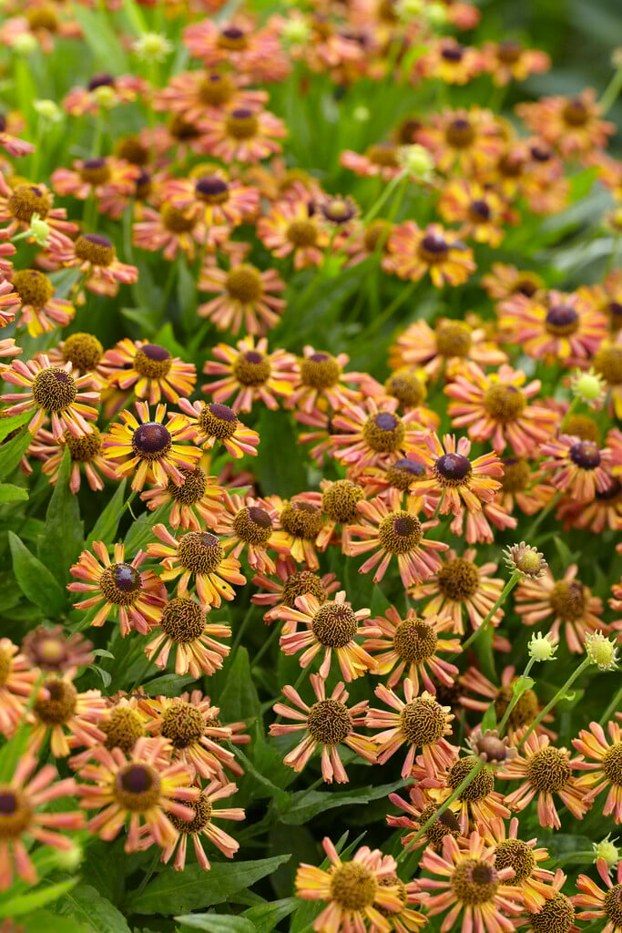 Helenium &Tie Dye& | sneezewort &Tie Dye& Herbaceous Perennial/RHS ...