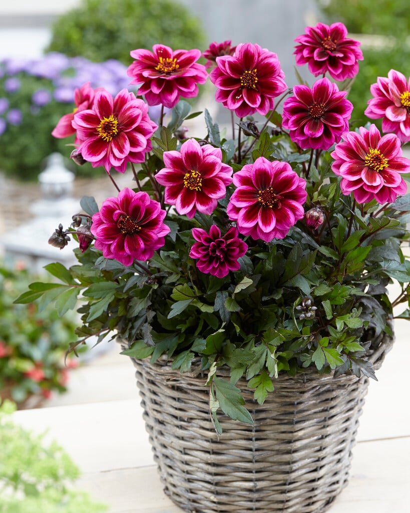 Dahlia &Dark Dreamy Nights& | dahlia [Dreamy Nights] Herbaceous ...