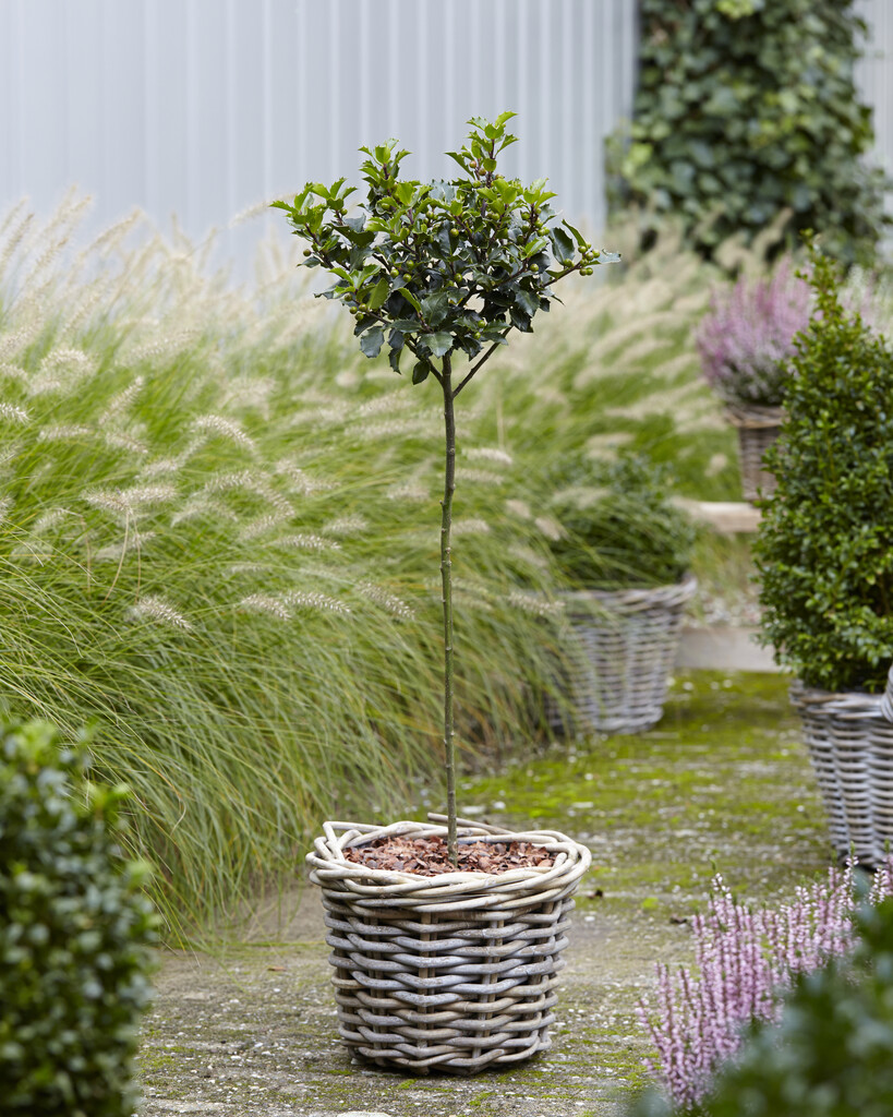 Ilex × meserveae Blue Maid (&Mesid&) (f) | holly [Blue Maid] Shrubs/RHS ...