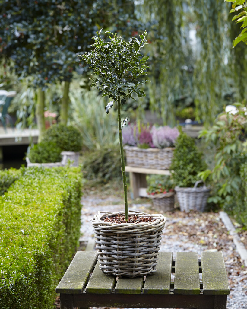 Ilex aquifolium &Alaska& (f) | holly &Alaska& Trees/RHS Gardening