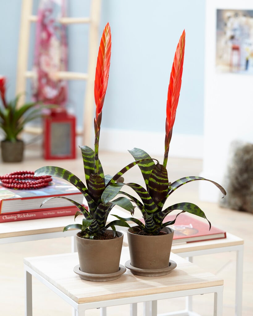 Vriesea Era Flaming Sword