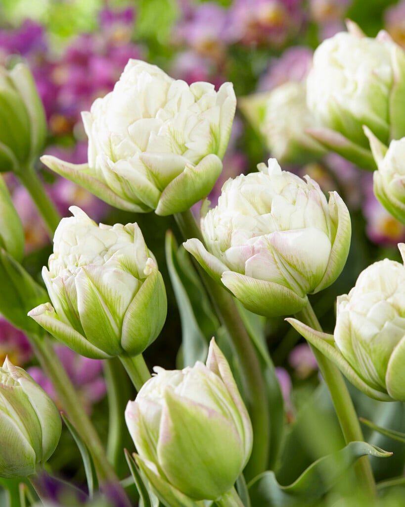 Tulipa &Ice Wonder& (11) | tulip &Ice Wonder& Bulbs/RHS Gardening
