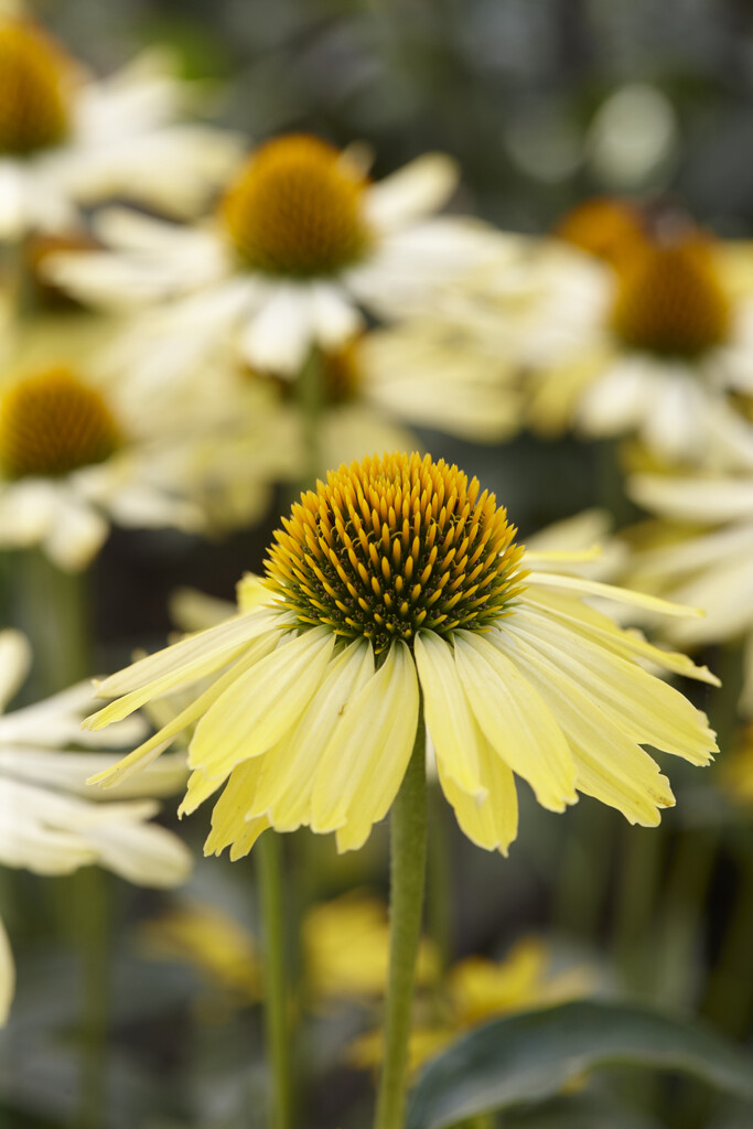 Echinacea &Cleopatra&PBR (Butterfly Series) | coneflower &Cleopatra ...