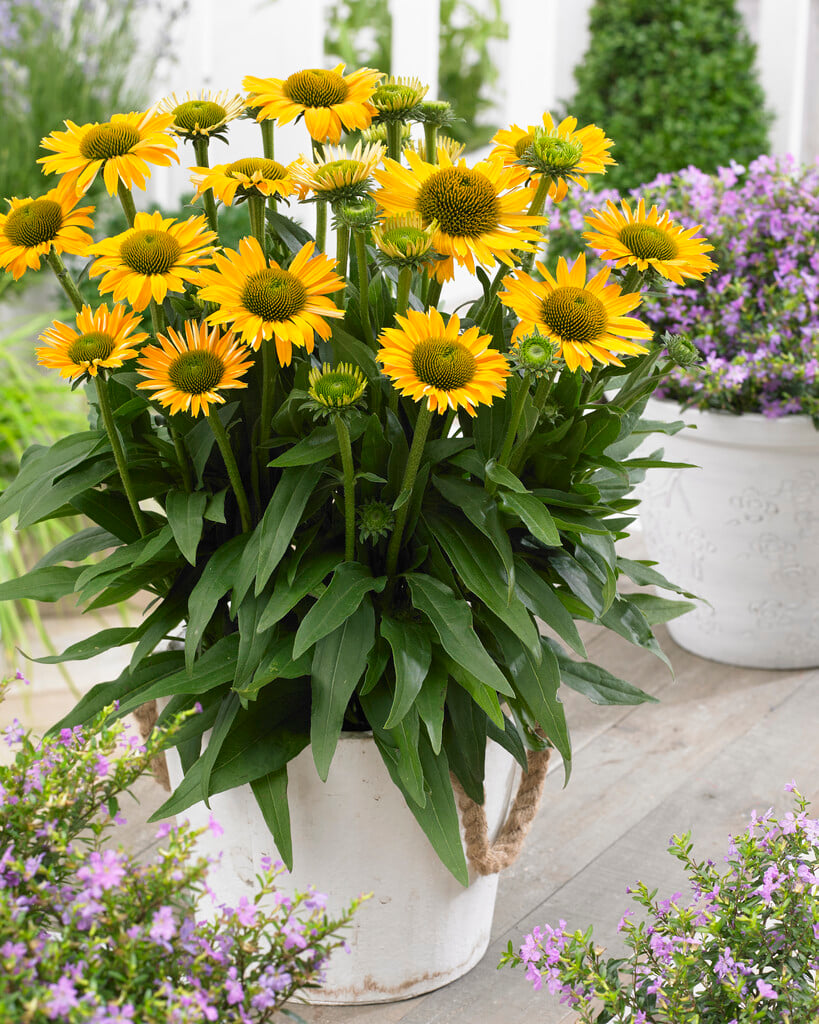 Echinacea SunSeekers Mellow (&Apecssime&) (SunSeekers Series ...