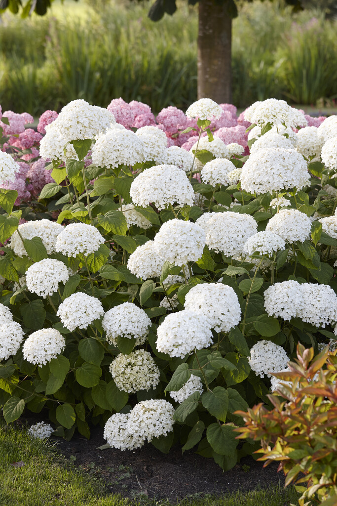 Hydrangea arborescens Incrediball | hydrangea [Strong Annabelle] Shrubs ...