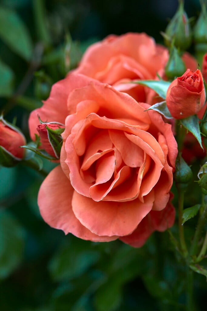 Rosa Fotavtrykk Utklipp